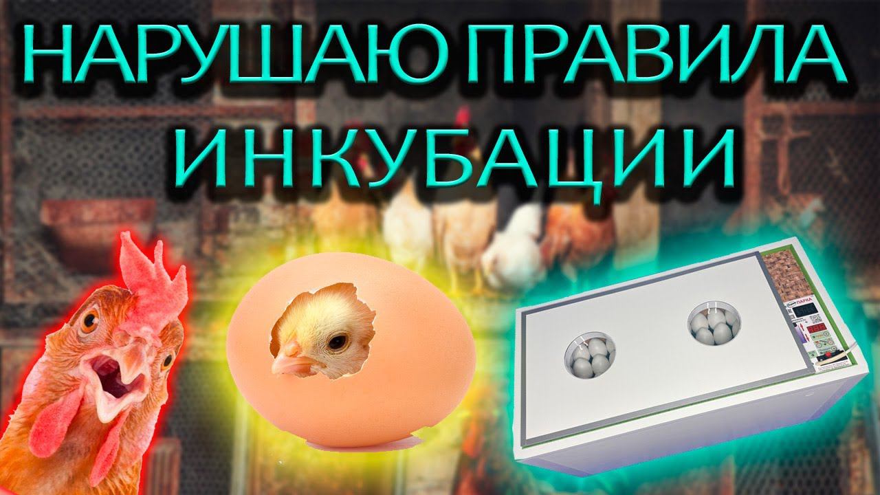 Эксперимент инкубации куриных яиц. Нарушаю все правила