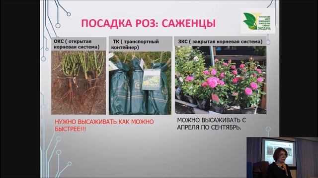 Выращивание роз. Как выбрать лучшие розы.