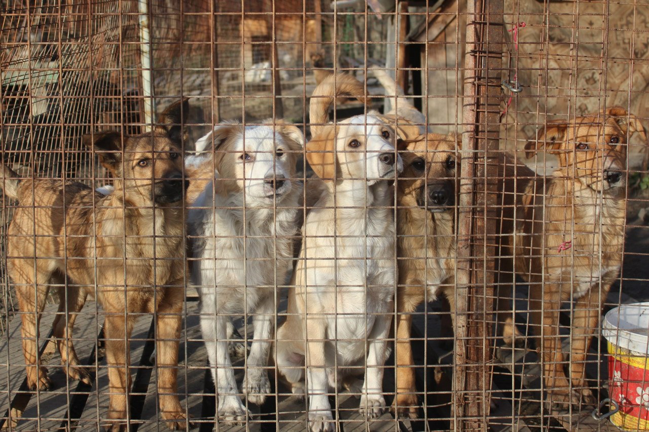 Цикл вебинаров. Жизнь бездомных собак.