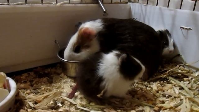 Песня морской свинки часто называется гвинейская свинка, куй, кейви или кеви.mp4