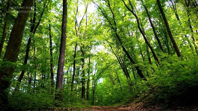 Пение Лесных Птиц Наладит Дыхание и Сердечный Ритм! Приятного Исцеления!