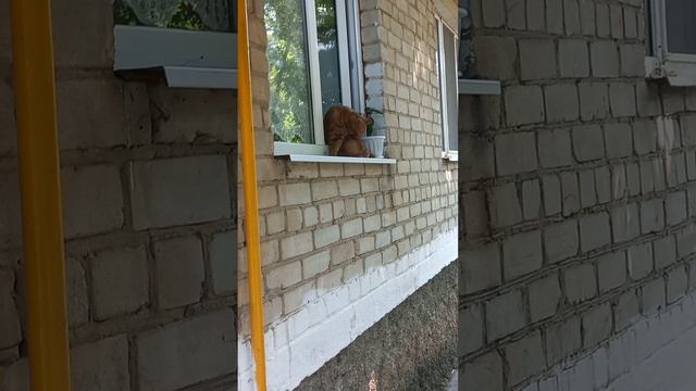 Милый котик, живет по соседству