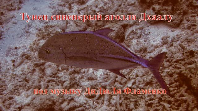 21. Тунец синеперый атолла Дхаалу под музыку ДиДюЛя Фламенко HD