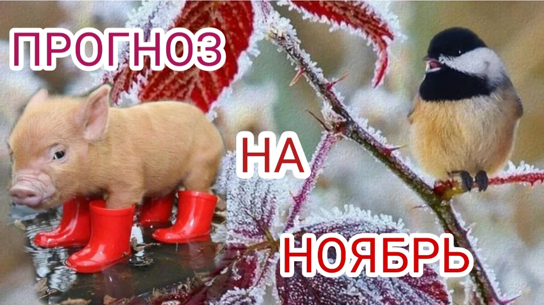 ФЭН-ШУЙ ПРОГНОЗ НА НОЯБРЬ#11
