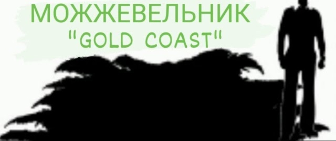 Можжевельник средний Голд Кост "Gold Coast"