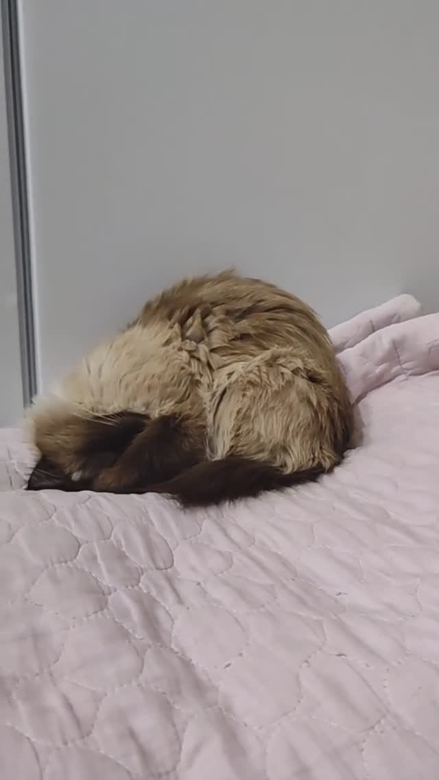 Ваши кошки тоже спят сидя?