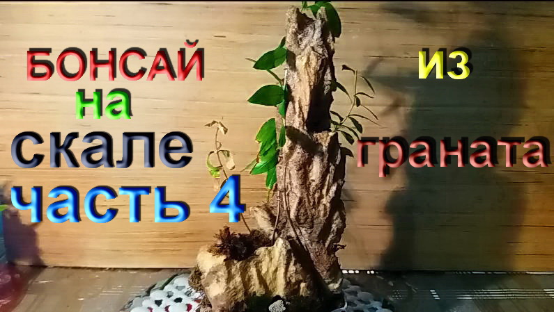 4.пересадка бонсай на скале из граната и мирта часть 4.