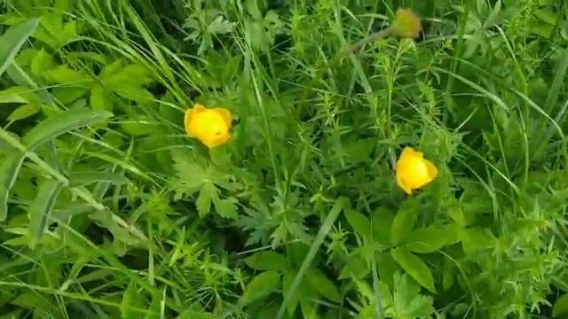 "Экология начинается с нас", Павлова Настя