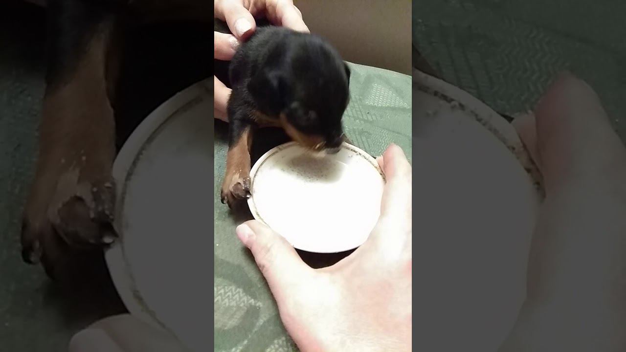 Интрига в Зените Удачи, первый прикорм (21 день), щенки цвергпинчера.