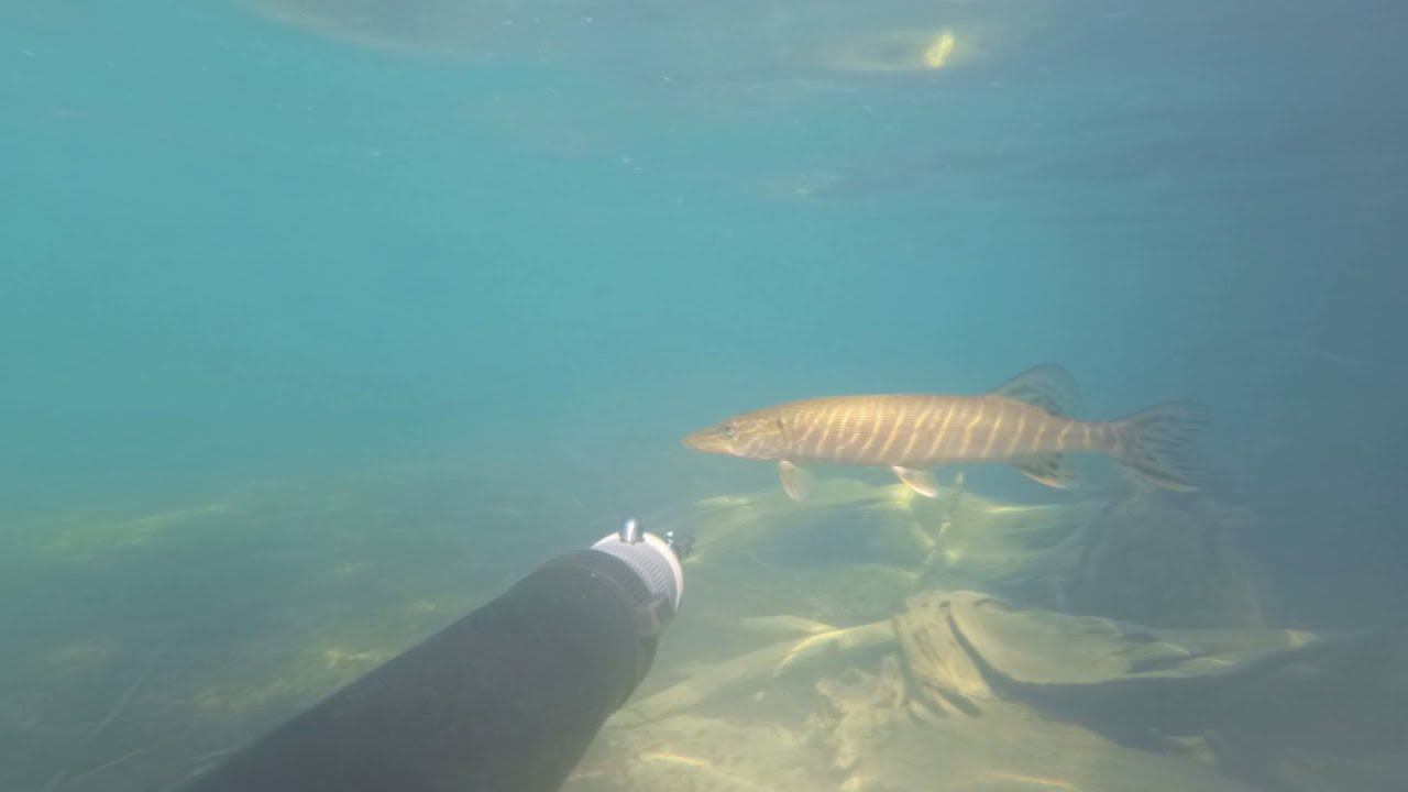 Первая подводная охота без опыта 2019г.  Ружье таймень 600.