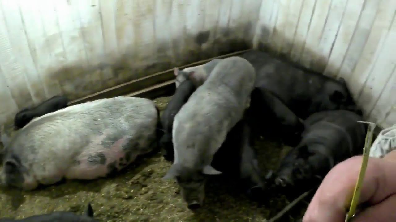 Станок для свиней Лучший размер Жизнь в деревне