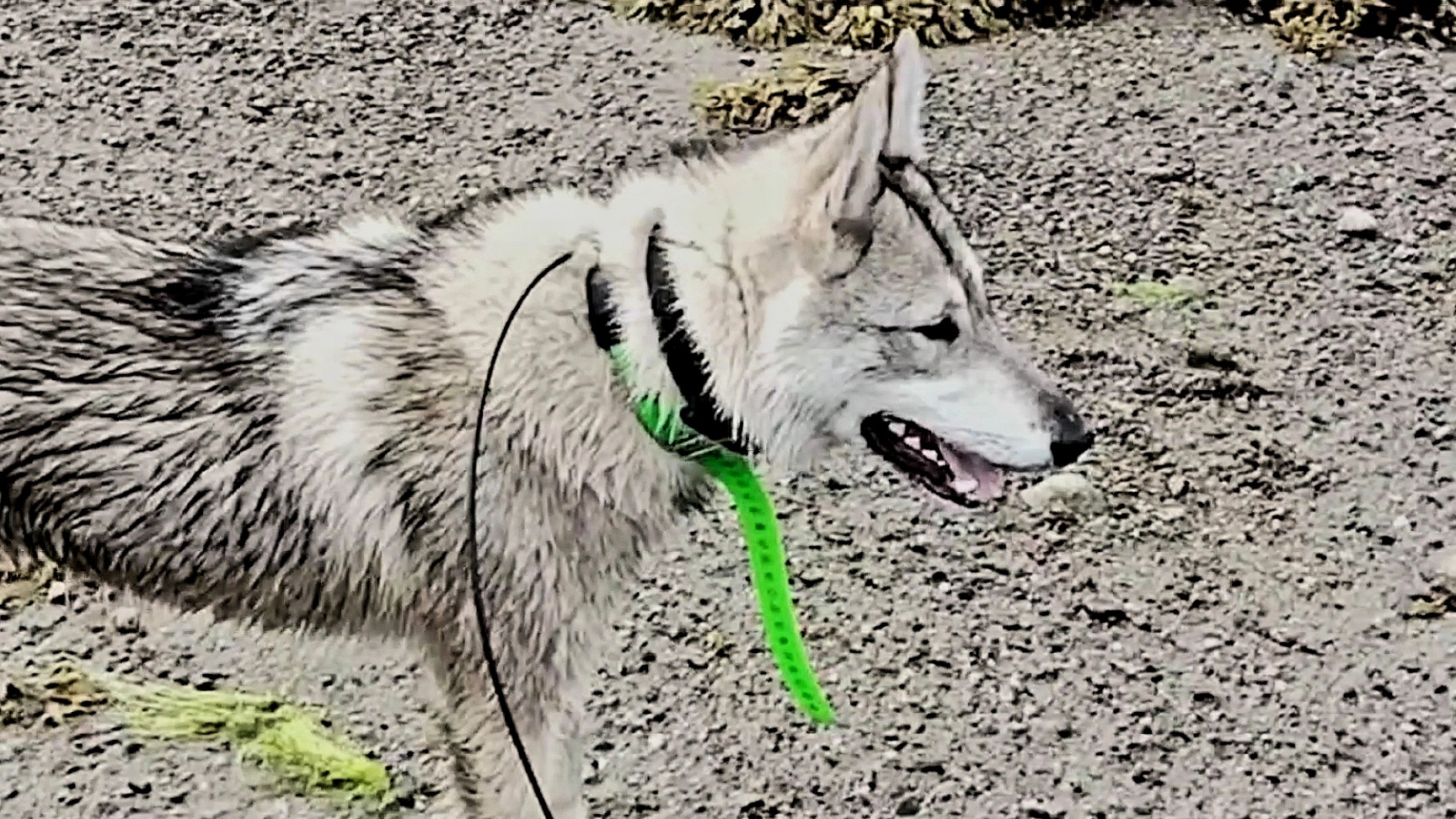 Зсл Райда на берегу Баренцево моря