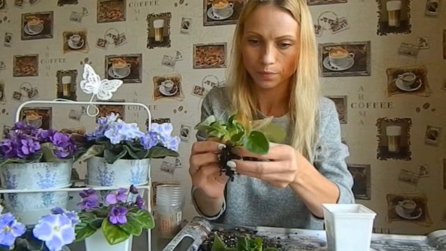 Как отделить деток фиалки от материнского листа. ЛЕГКО и ПРОСТО...