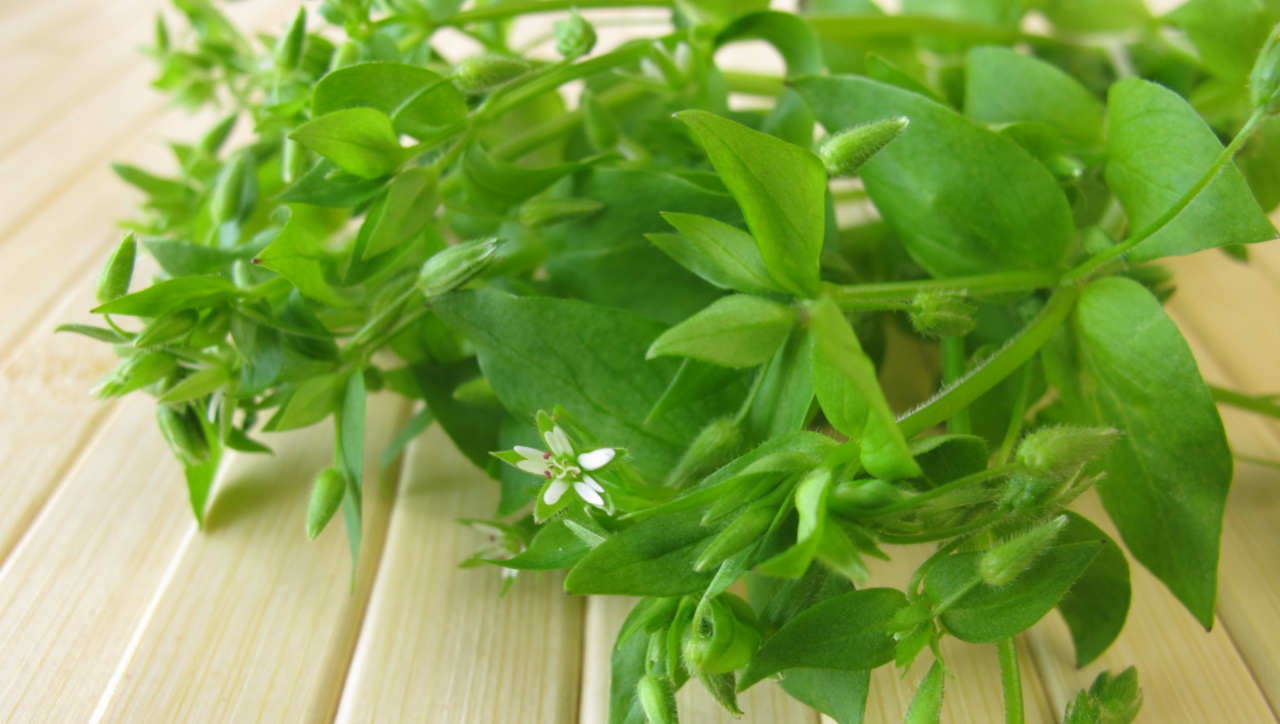 Бурьян, который рассасывает опухоли, растет под ногами