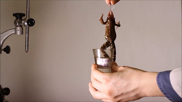 Опыт И.М. Сеченова (Сеченовское торможение).