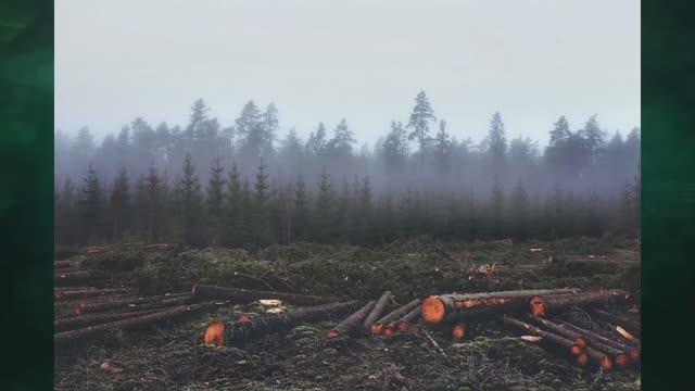 "Экологические проблемы России", Окружающий мир 4 класс ч.1, с.137-139, Планета знаний.mp4