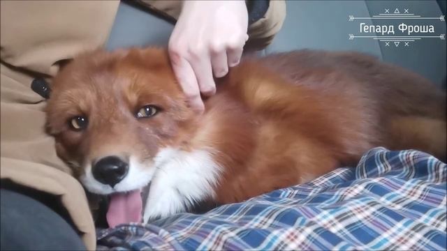 Жизнь лисьего прайда-2