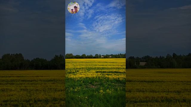 Русское поле. Лови Момент. shorts