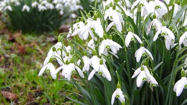 Весны привет