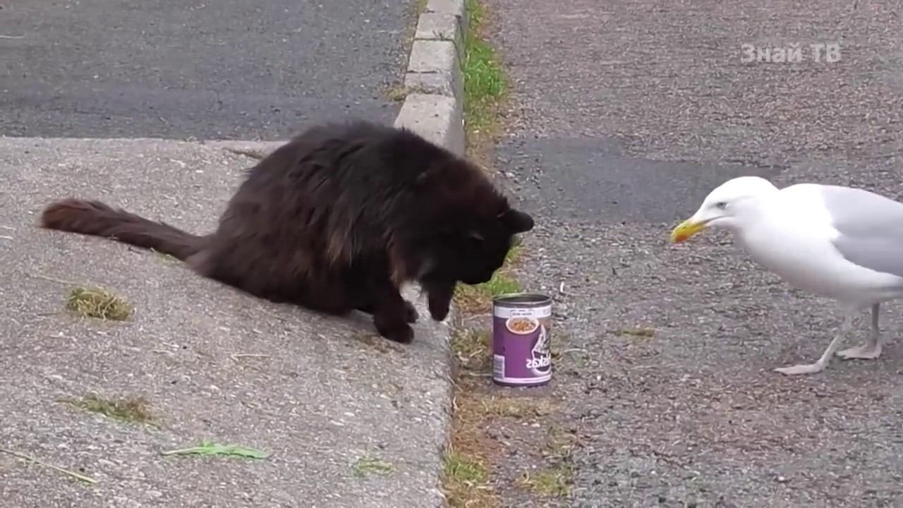 ЧАЙКА ПРОТИВ вороны, голубя, утки, пеликана, сокола и даже горностая! Чайка в деле!