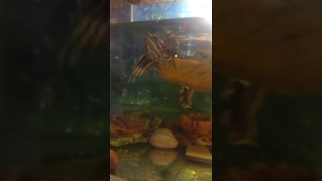 Черепашник. Ресторан Мон Шале Челябинск. Два красноухих красавца