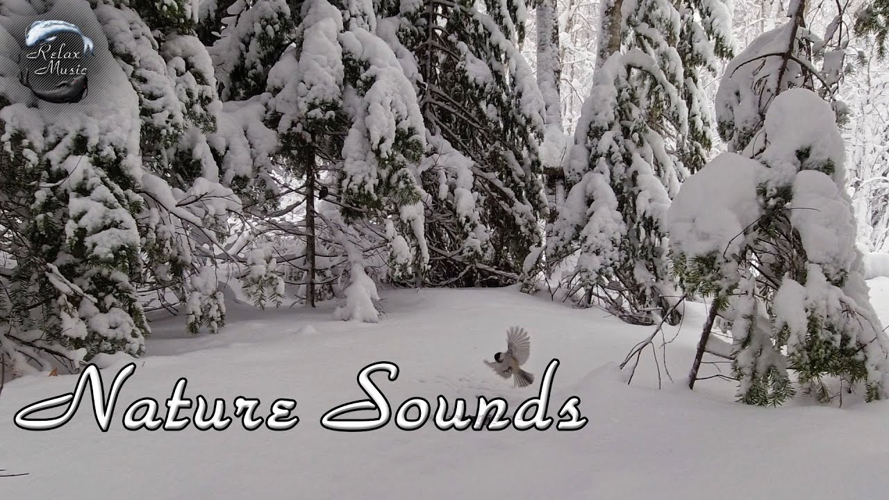 Шум ветра, скрип деревьев, шелест падающего снега и щебет птиц ~ Звуки природы для отдыха