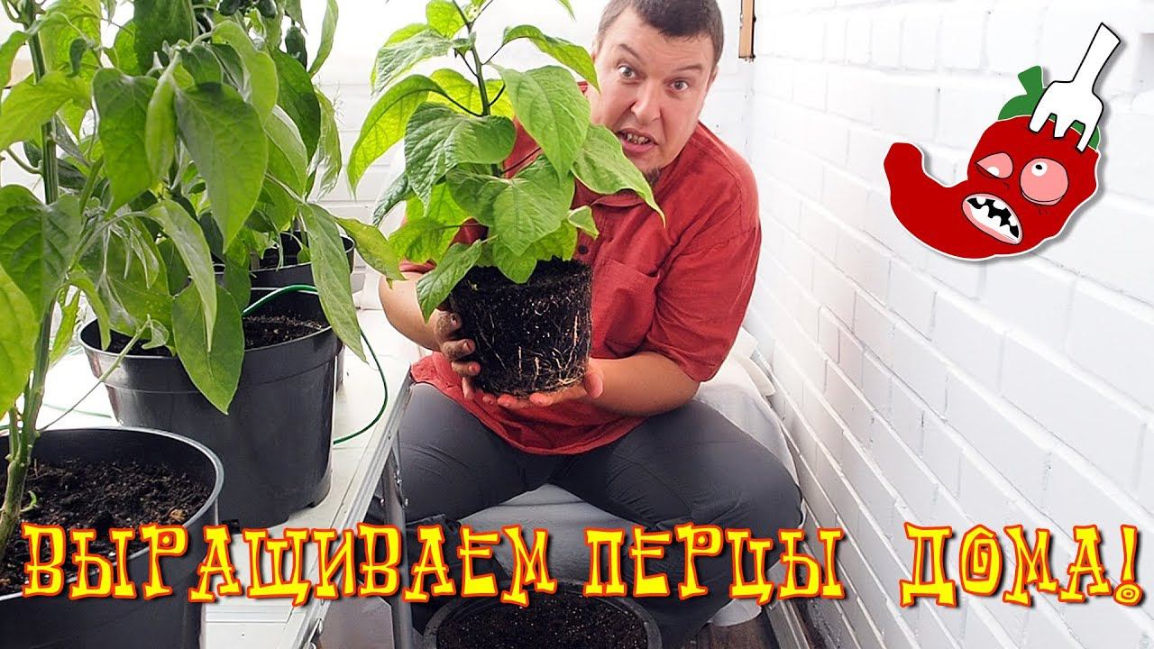 Как вырастить жгучий перец дома? Часть 19. Trinidad scorpion переезжает в большой горшок!