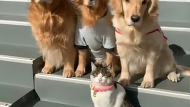 Улыбайся говорю, улыбайся 😁