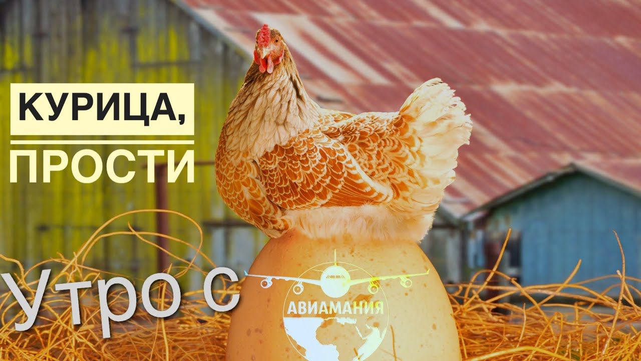 Простите курицы | Зеленый борщ без мяса | экояйцо | веганский  щавелевый суп | #Авиамания