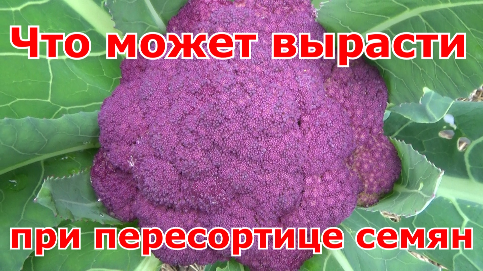 Приятная "пересортица" семян листовой капусты. Что выросло вместо капусты кале.