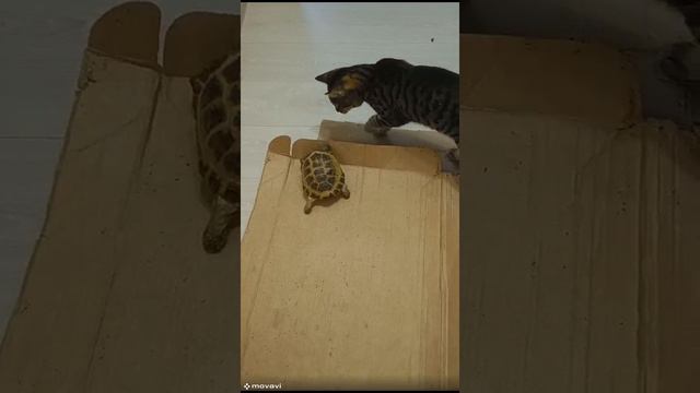 Ахиллес