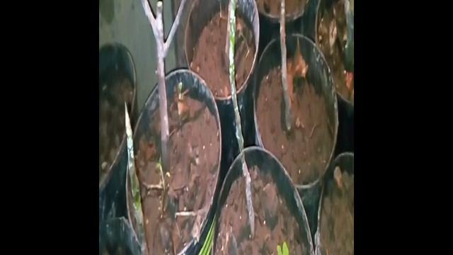 Где хранить инжир зимой!!!