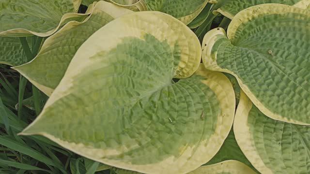 17.06.24 Солнечный цветник с хостами