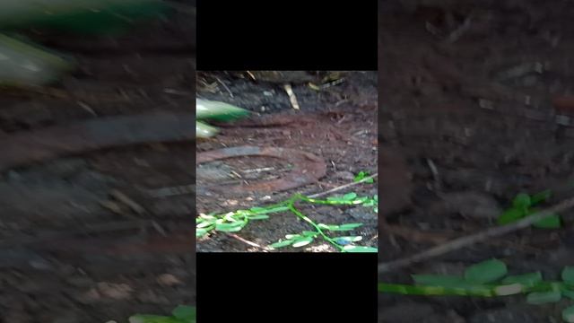 Накопал подков в лесу.mp4