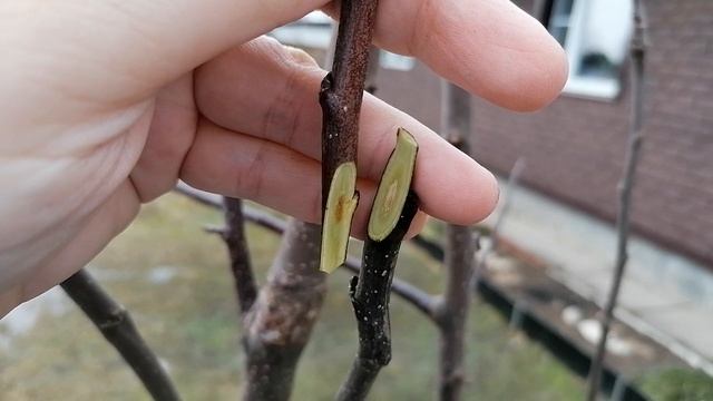 Прививка яблони вприкладку, апрель 2022