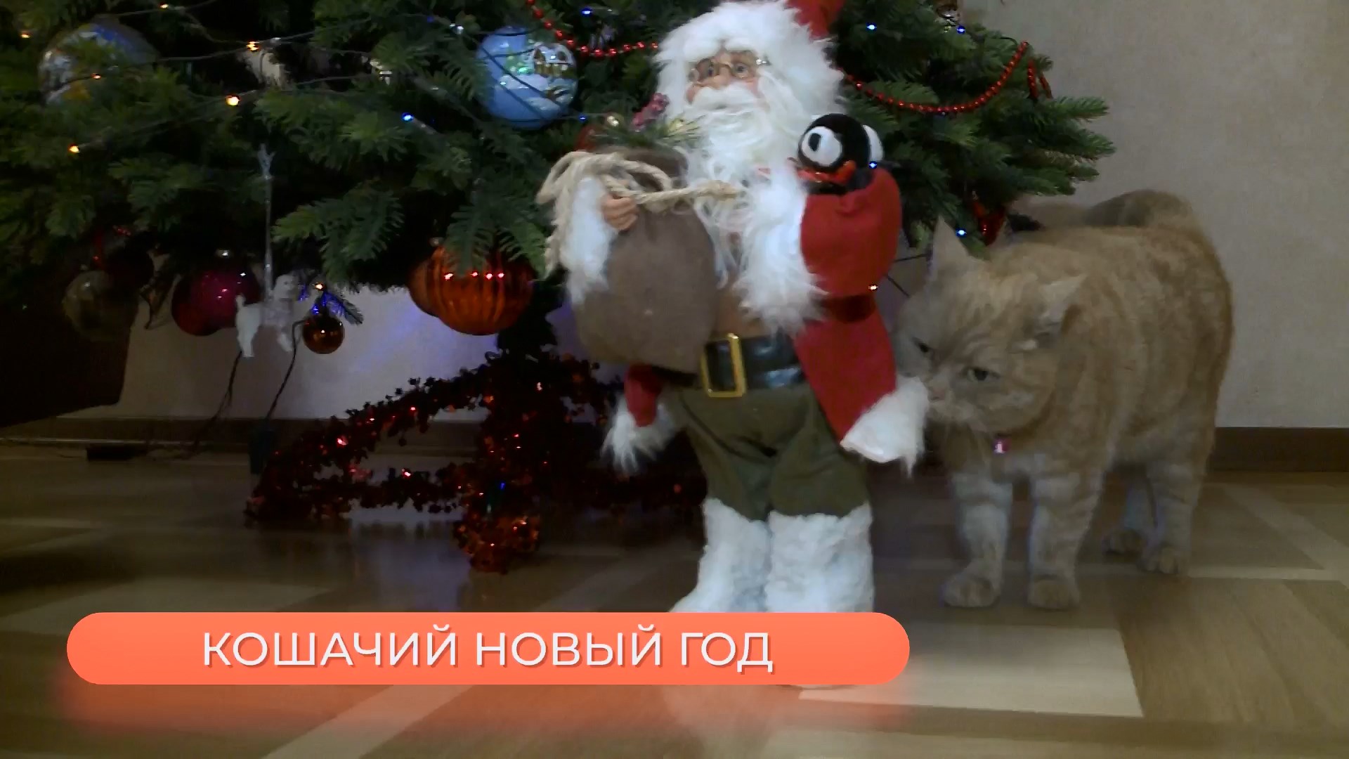 Кошачья логика: встречаем новый год правильно с котом