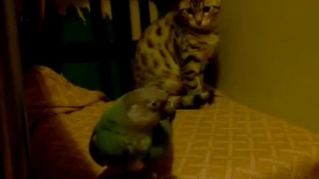 Кошка бенгал и синегальский попугай