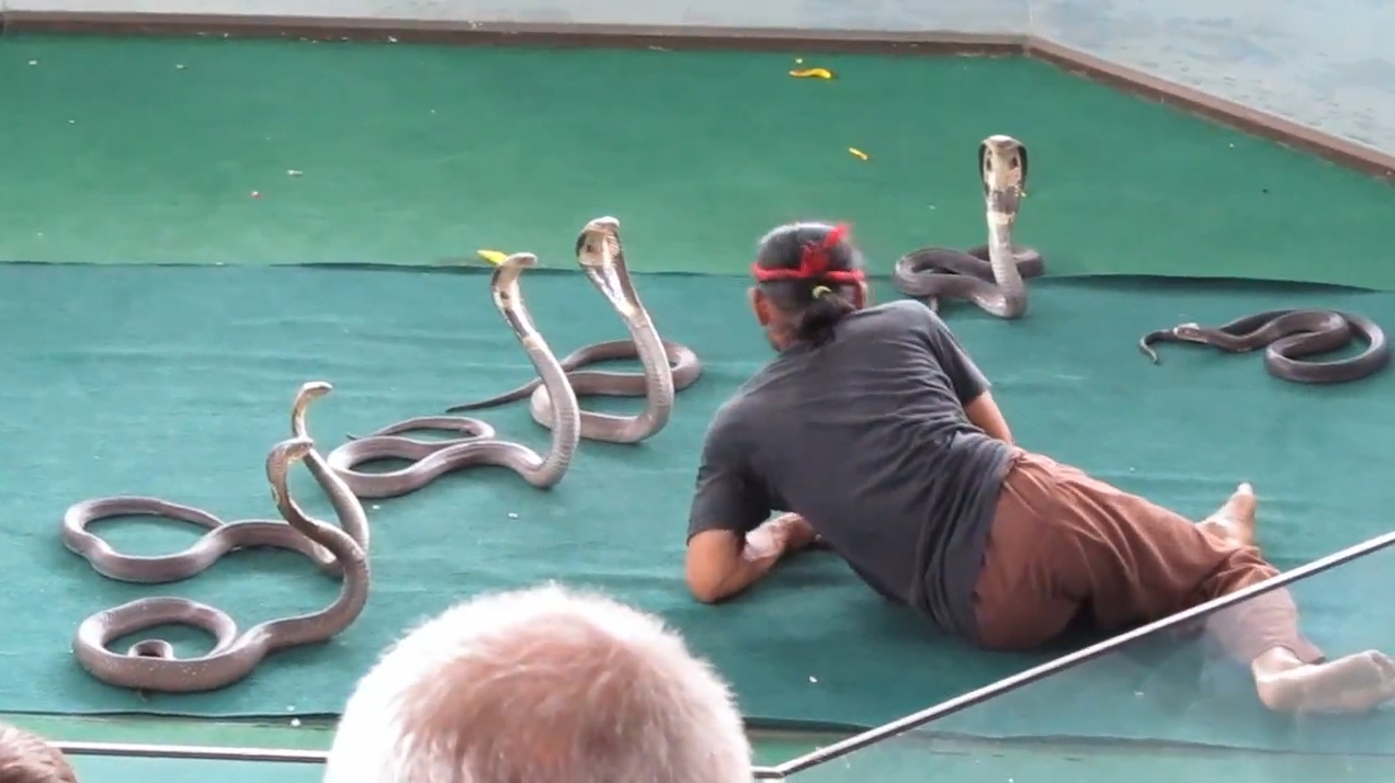 Паттайя Таиланд  Змеиное шоу