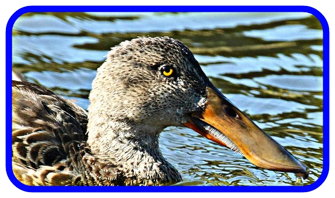 Смешная уточка! Санаторий "Лаба". This Topic is Funny - You'll Definitely Want to Click it!