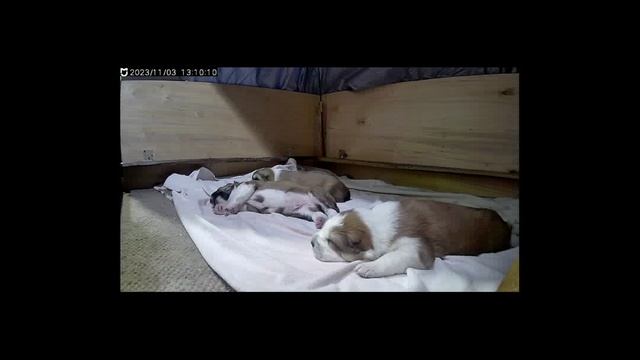 Первые шаги