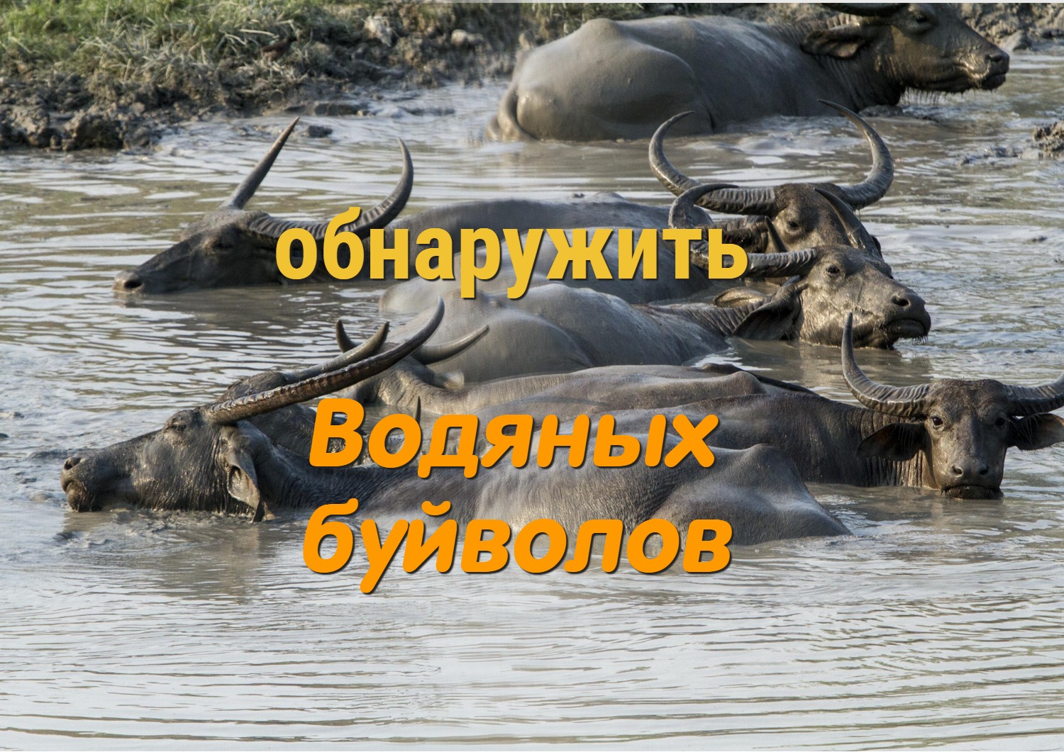 (обнаружить Водяных буйволов)
