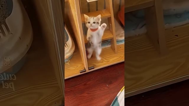 смешные котики7