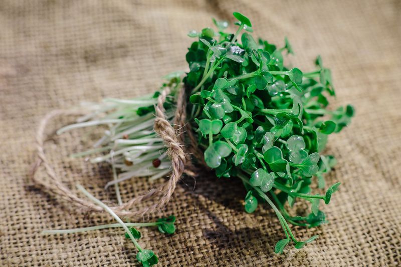 Микрозелень горчицы