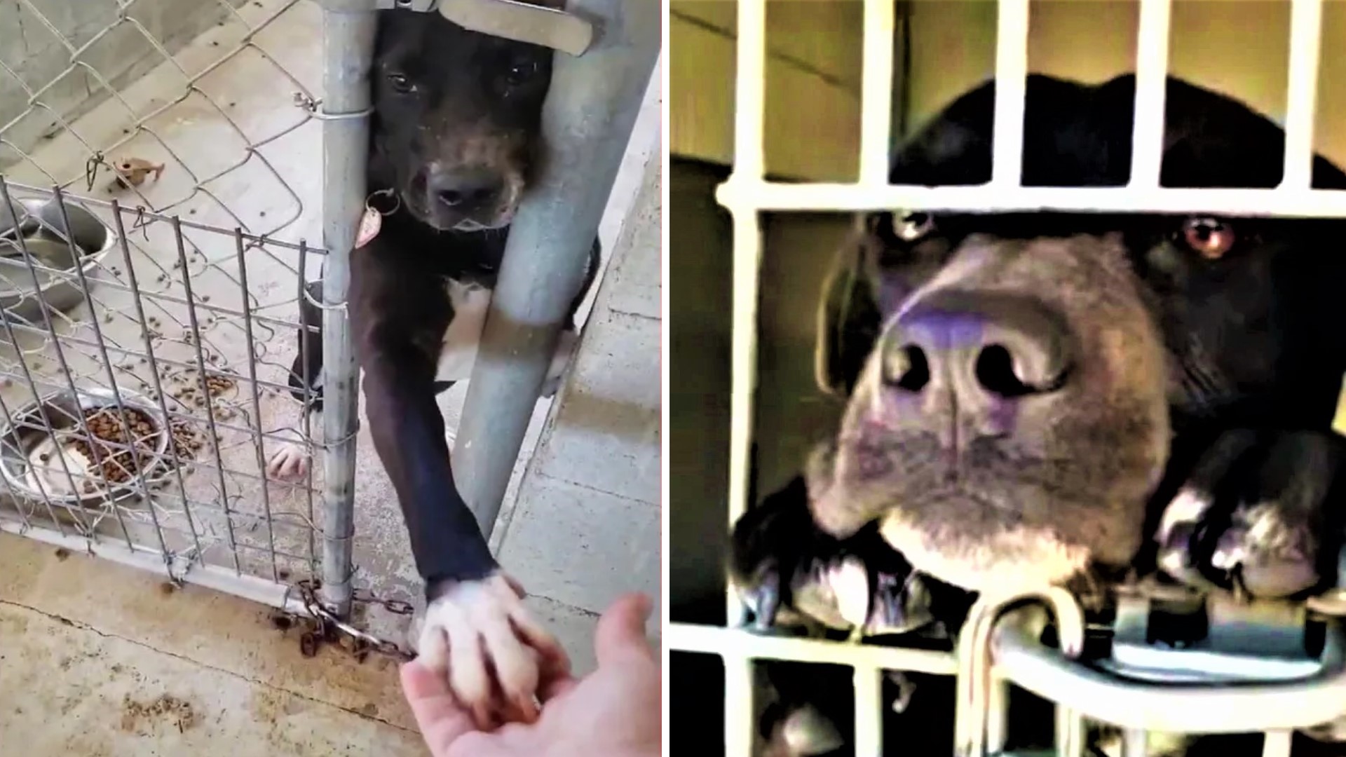 Пес из клетки отчаянно протягивал лапу каждому! Но люди проходили мимо, не обращая внимания!