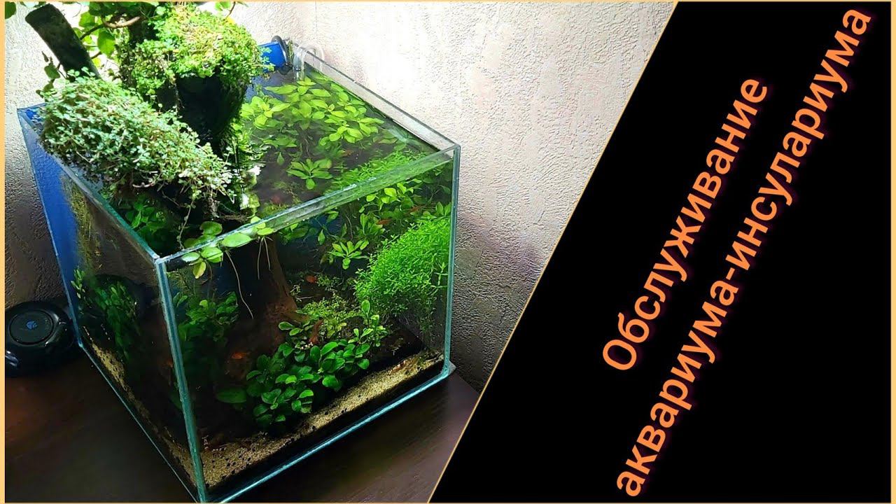 Обслуживание аквариума-инсулариума шаг за шагом