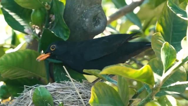 Позволь мне головой склонённой. Минус. Родник хвалы и вдохновенья.