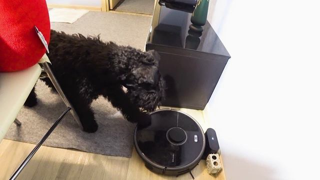 Реми и пылесос 2