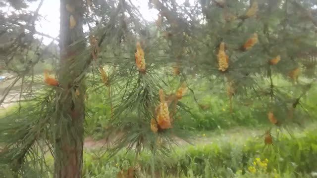 Календарь дачника. Май. Варенье из почек сосны с пыльцой. Полезные вкусняшки готовим сами.