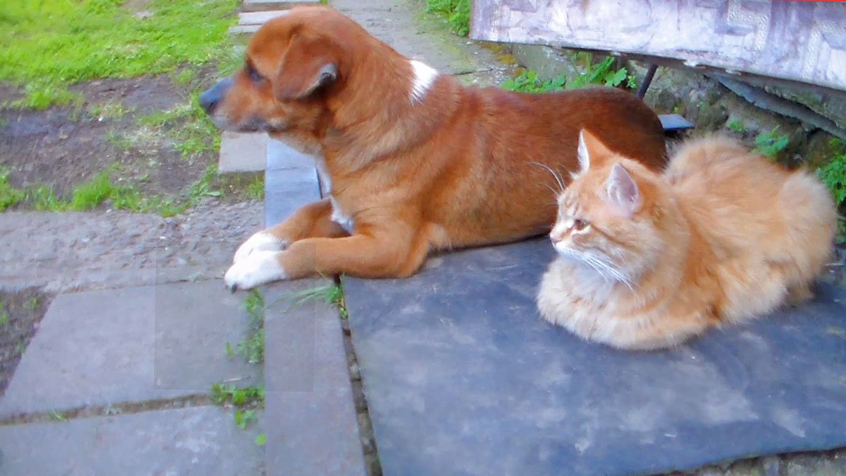 Мы с Мухтаром на границе. Прикол с котиком и собакой. Внимательно смотрят на забор. Охраняют двор.