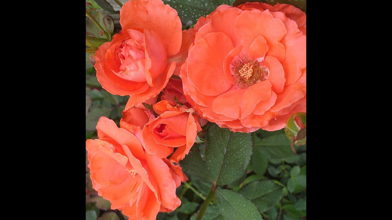 Прогуляемся? Позитивно о розах, гортензиях и К". И немного об уходе 29.07.24